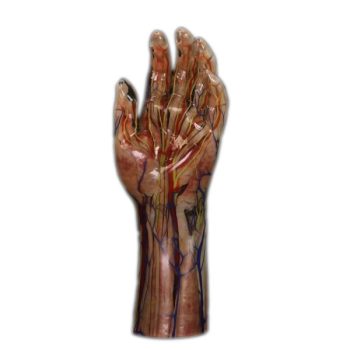 Digihuman 3D Printing Model-Hand Blood Vessels, Nerves, Muscles ...
