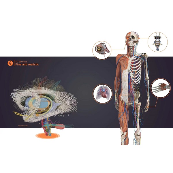 86Inch Digihuman Anatomy Teaching Blackboard - Shandong Digihuman ...