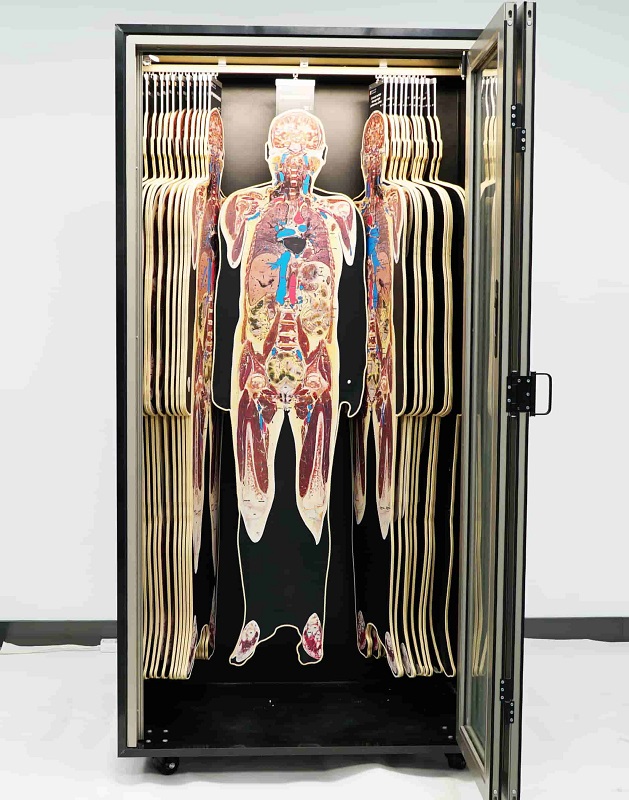 Digihuman HD Tomography 3D Printing Model - Shandong Digihuman ...