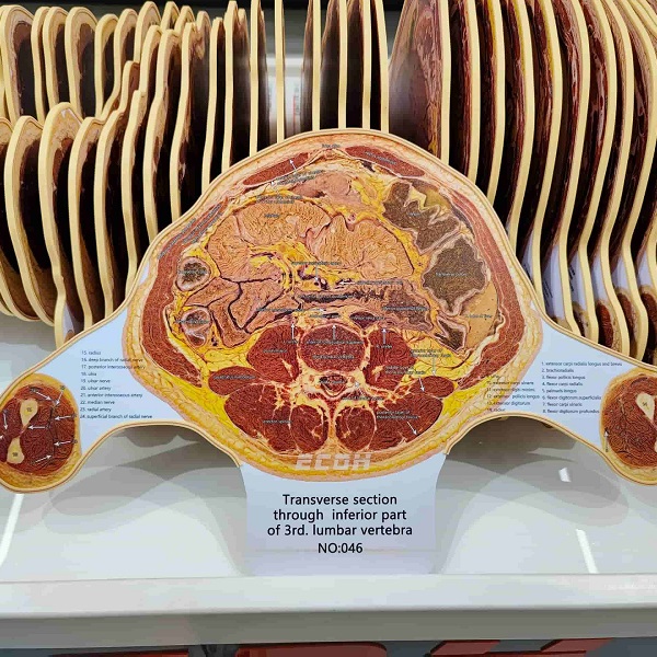 Digihuman HD Tomography 3D Printing Model - Shandong Digihuman ...