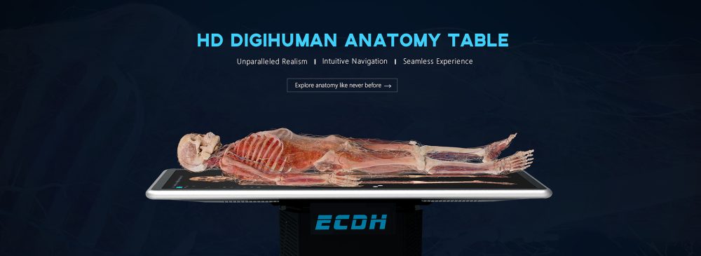 3D Anatomical Model - Shandong Digihuman Technology Co., Inc