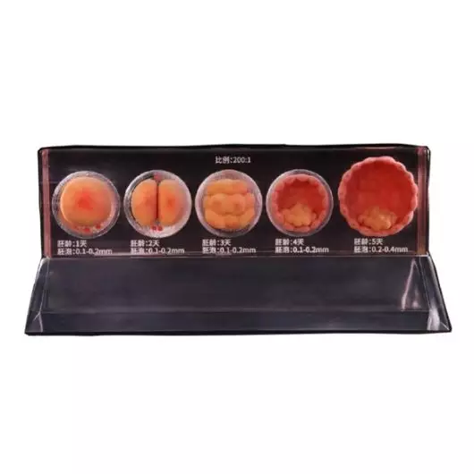 DIGIHUMAN’s Innovative Embryo 3D Models: Unveiling the Wonders of Early ...