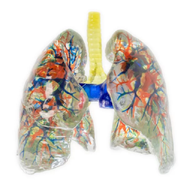 How to Make a Lung Model: A DIY Guide from DIGIHUMAN - Shandong ...