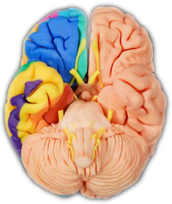 Where to Buy a Brain Model: Your Guide to Digihuman’s 3D Printed ...