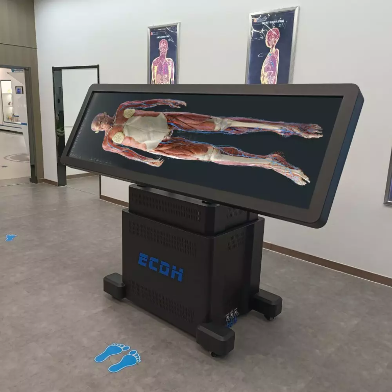 Is Anatomy on the MCAT? Understanding Its Importance - Shandong ...